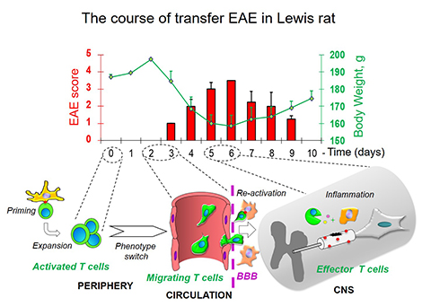 Molecular and cellular neuroimmunology | Universitätsmedizin Göttingen