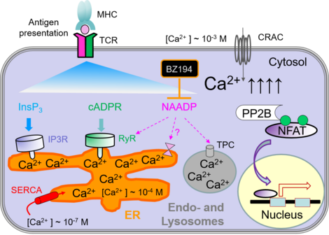 Molecular and cellular neuroimmunology | Universitätsmedizin Göttingen